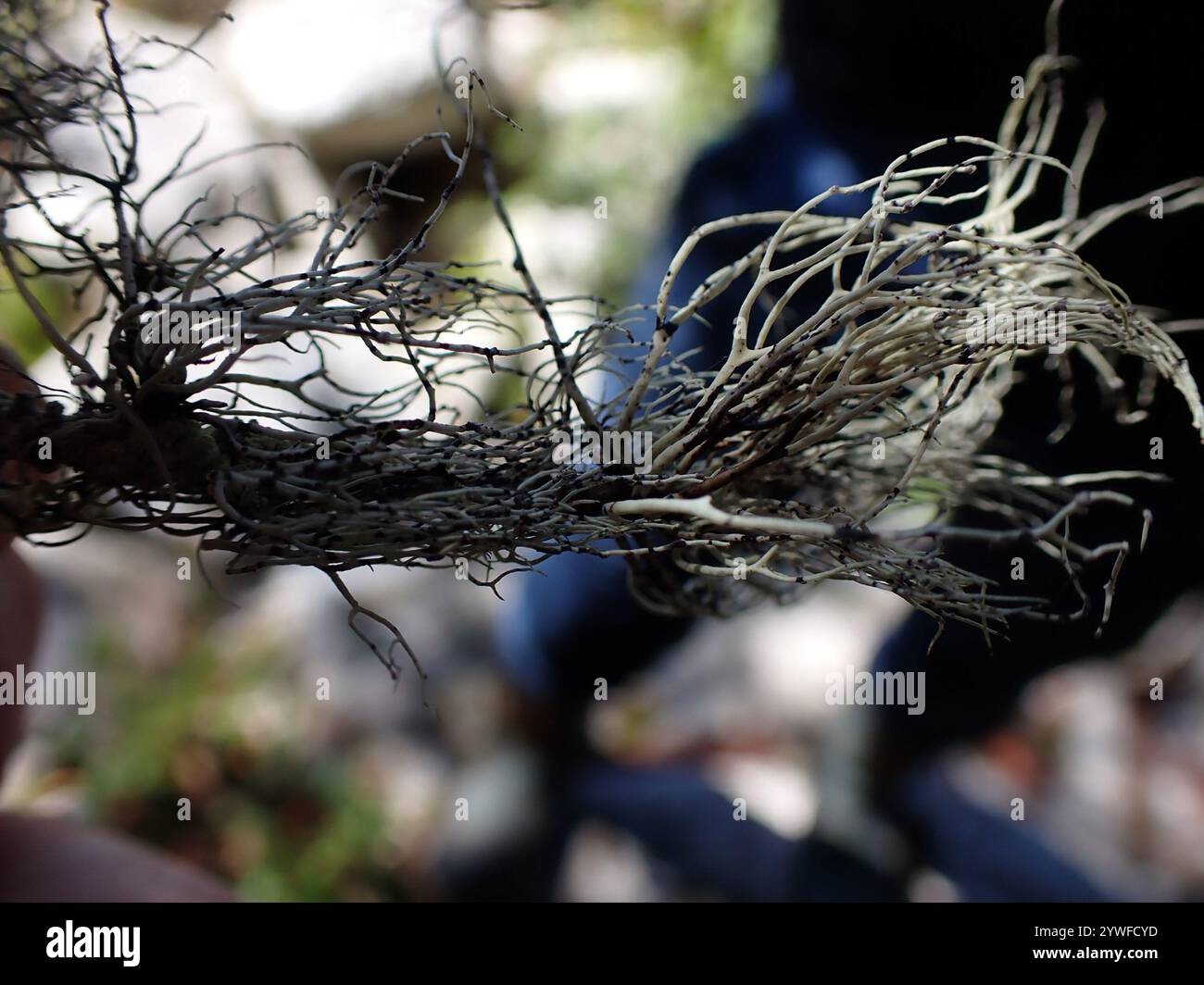 Powdery Sea-Fog Lichen (Niebla cephalota Stock Photo - Alamy