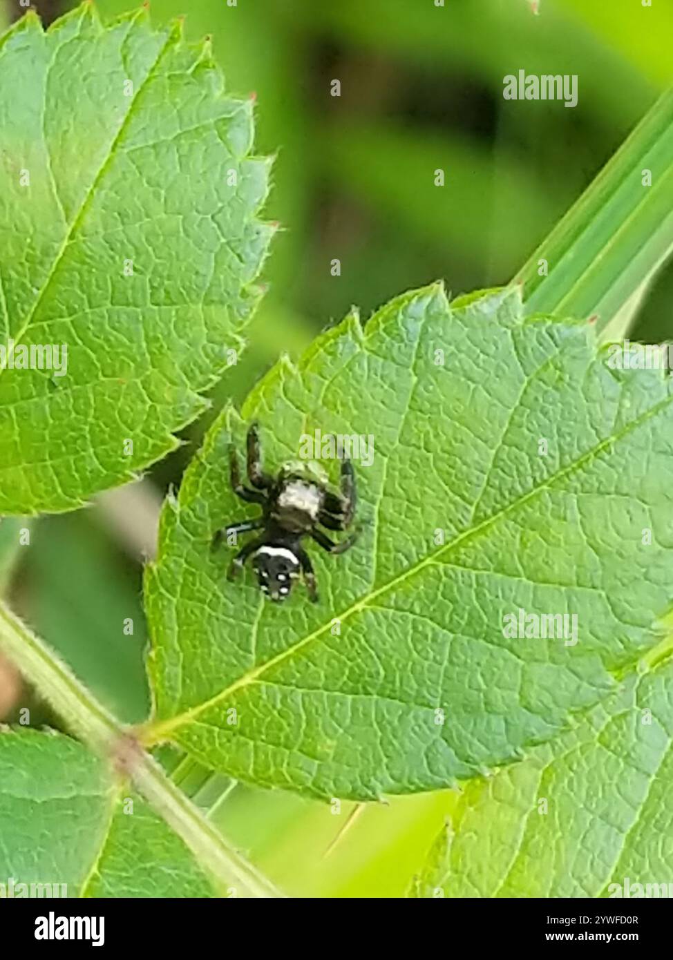Jumping Spiders (Salticidae Stock Photo - Alamy