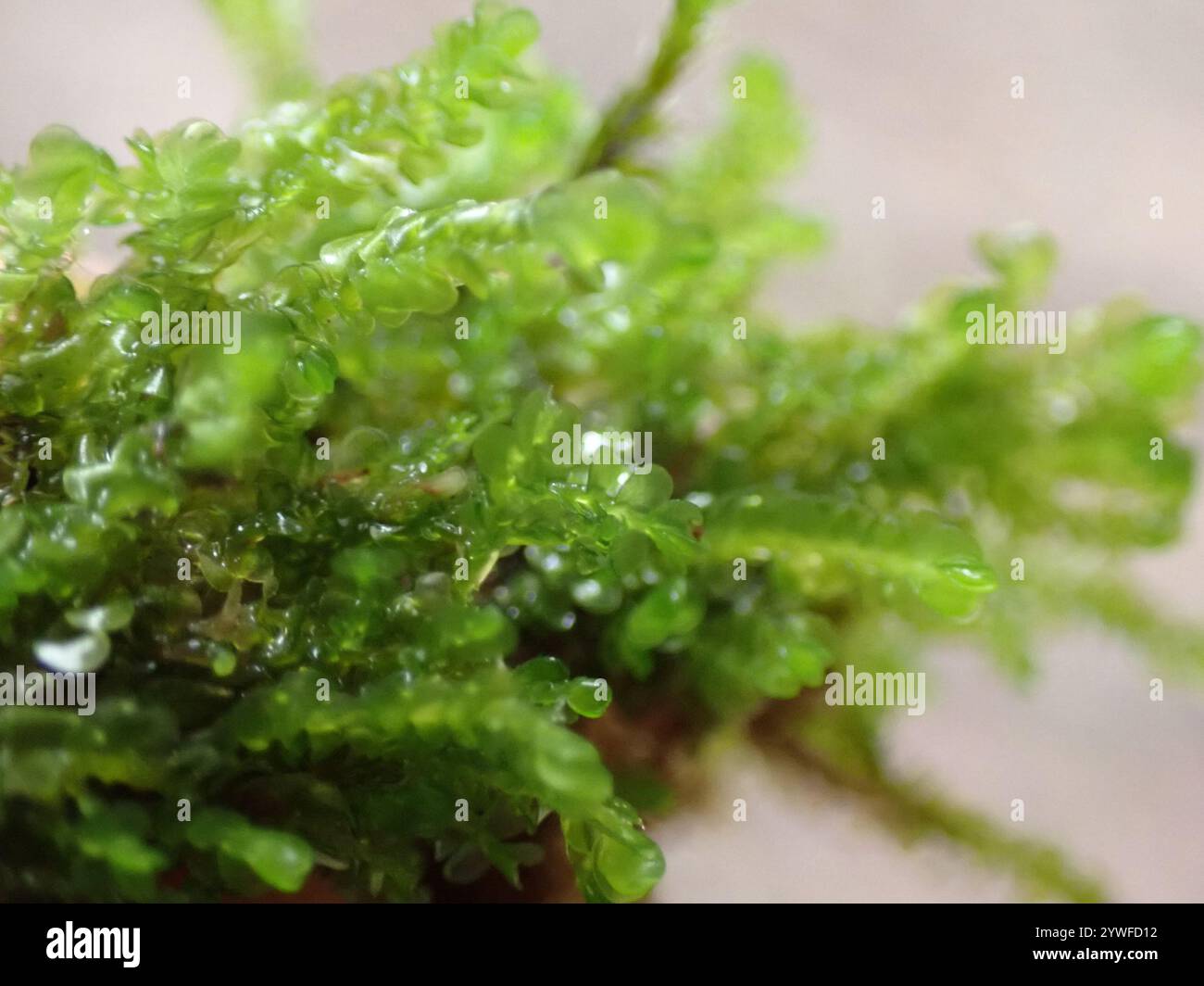Ladder Flapwort (Nardia scalaris Stock Photo - Alamy