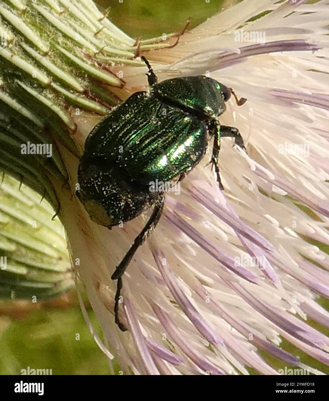 Emerald Flower Scarab (Trichiotinus lunulatus Stock Photo - Alamy
