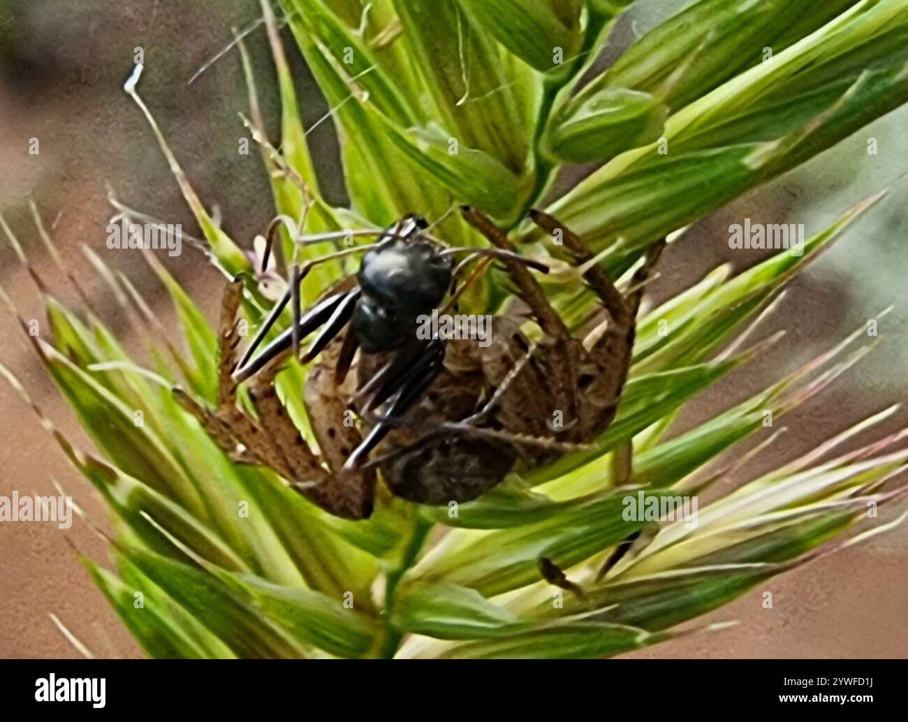 Crab Spiders (Thomisidae Stock Photo - Alamy