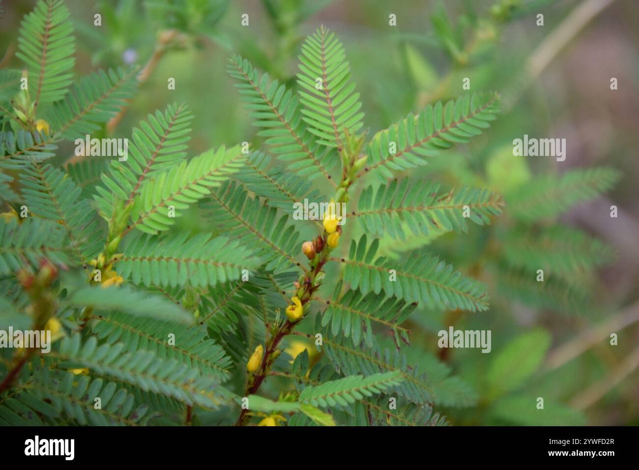 partridge pea (Chamaecrista fasciculata Stock Photo - Alamy