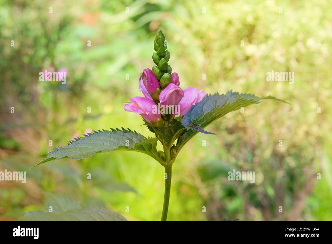 Flowers of Chelone obliqua is growing in garden. Countryside garden ...