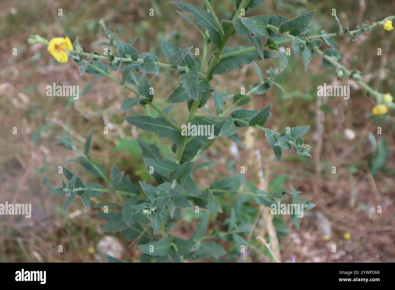 Mullein verbascum sinuatum hi-res stock photography and images - Alamy