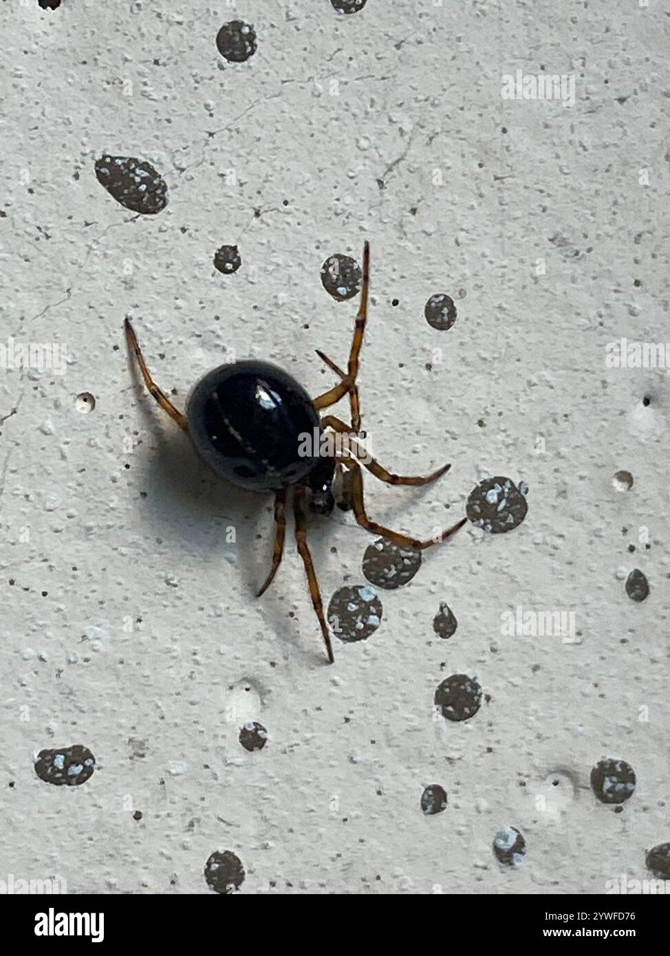 Rabbit Hutch Spider (Steatoda bipunctata Stock Photo - Alamy
