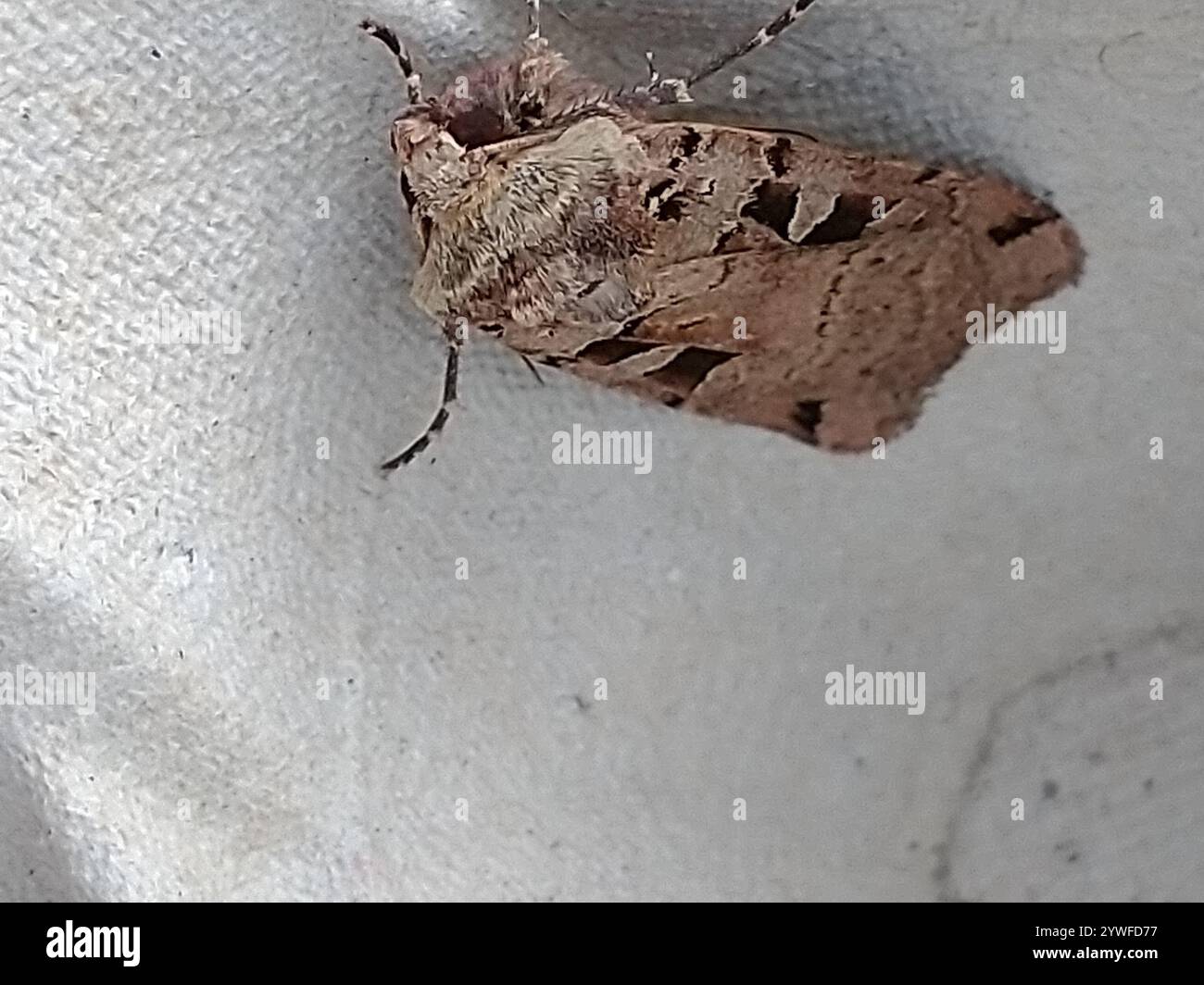 Double Square-spot (Xestia triangulum Stock Photo - Alamy