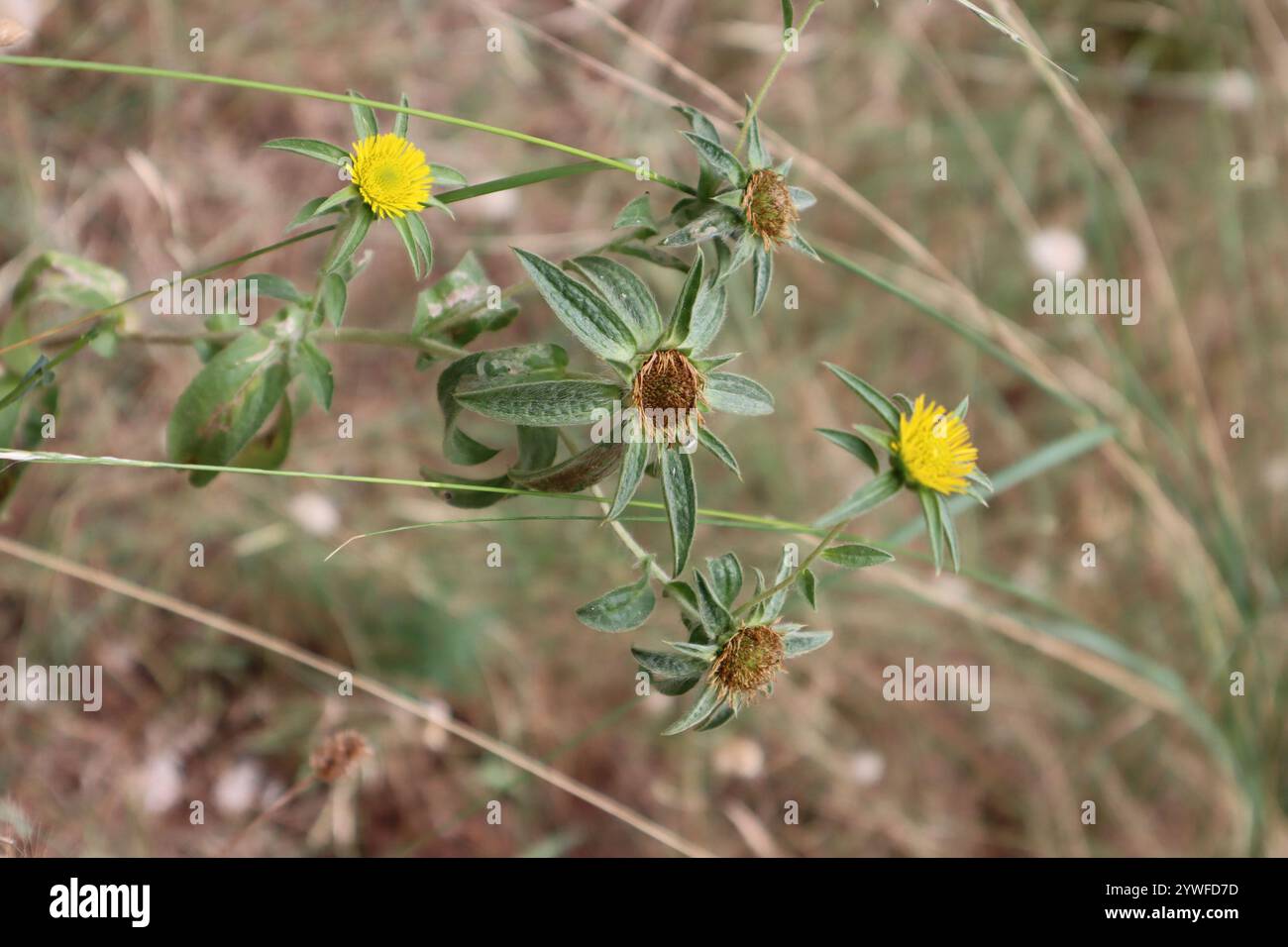 Spiny starwort pallenis spinosa hi-res stock photography and images - Alamy