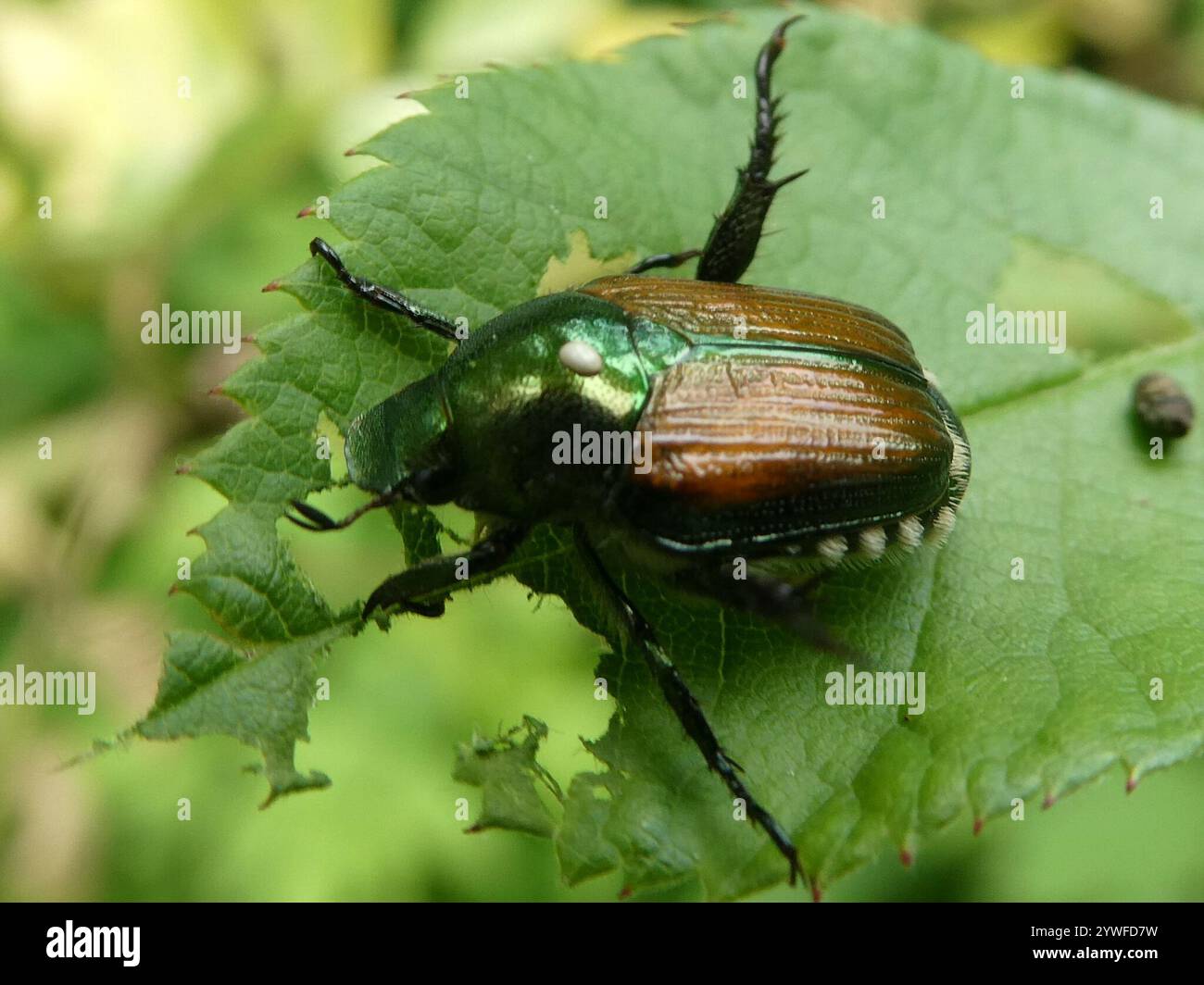 Winsome Fly (Istocheta aldrichi Stock Photo - Alamy