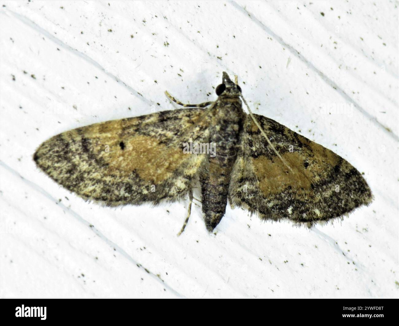 Small Pine Looper Moth (Eupithecia palpata Stock Photo - Alamy