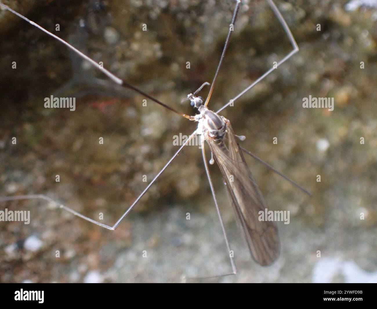 Typical Crane Flies (Tipuloidea Stock Photo - Alamy
