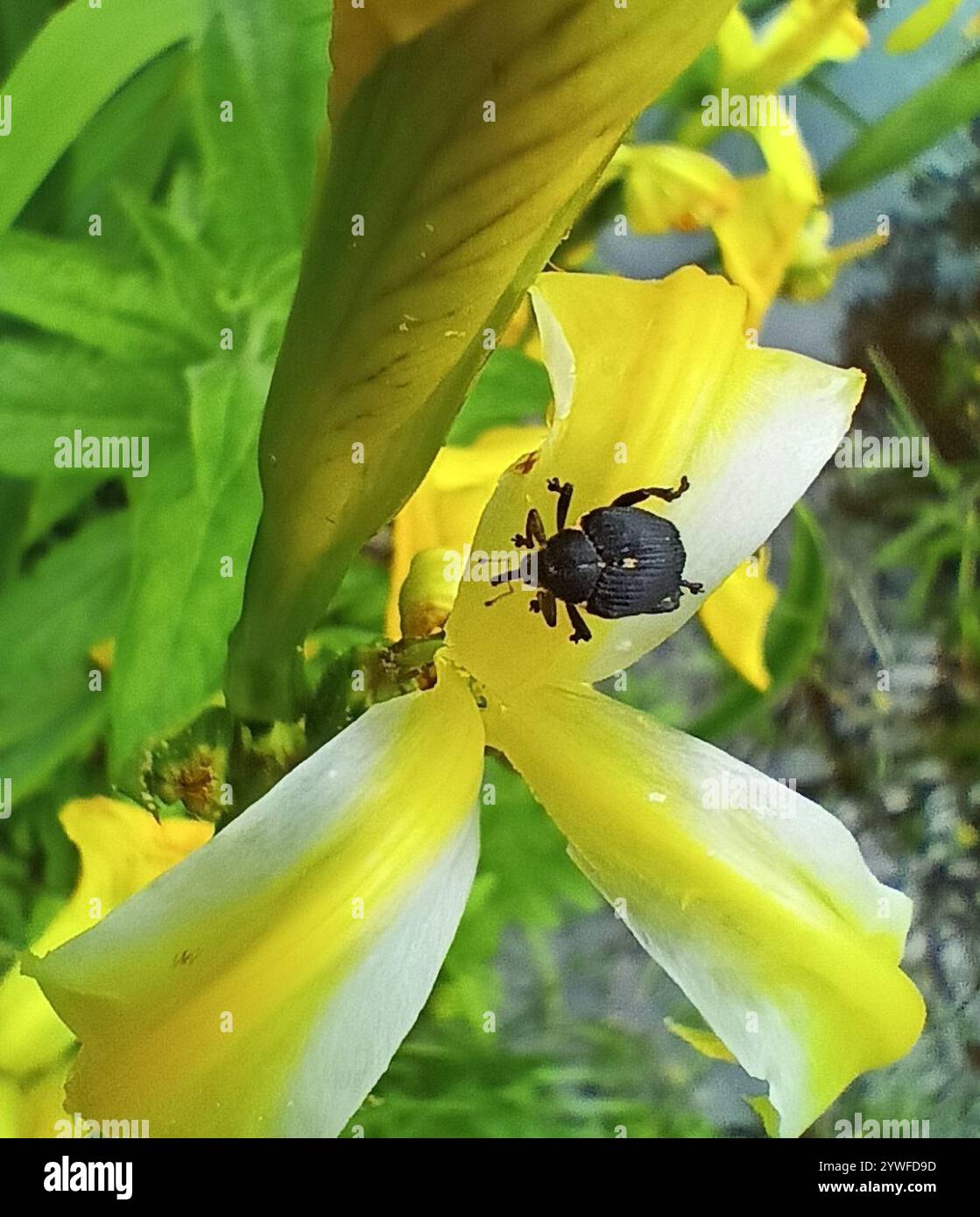 Iris weevil (Mononychus punctumalbum Stock Photo - Alamy