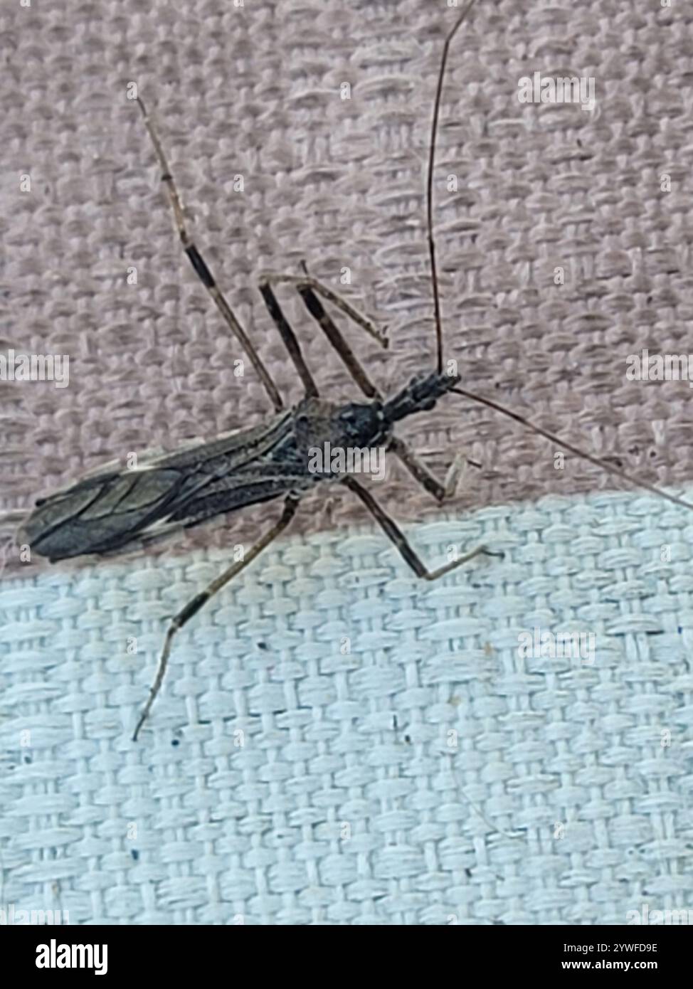 Four-spurred Assassin Bug (Zelus tetracanthus Stock Photo - Alamy Four-spurred Assassin Bug (Zelus tetracanthus Stock Photo - Alamy