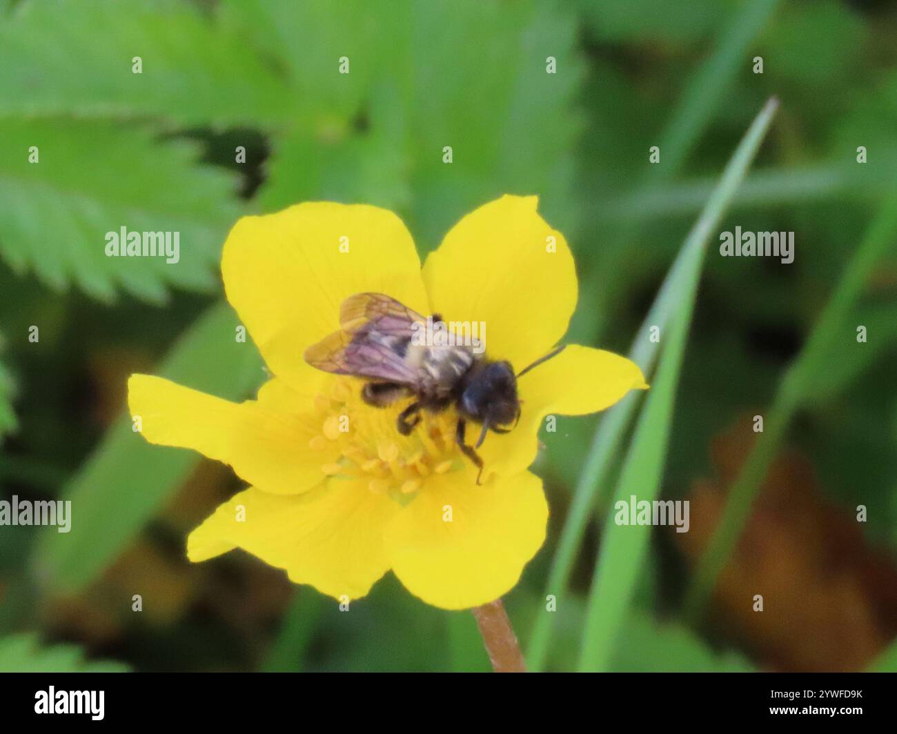 Mining Bees (Andrena Stock Photo - Alamy