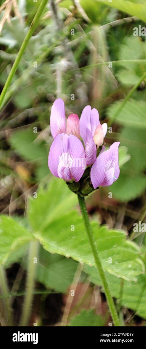 Purple Milk-vetch (Astragalus danicus Stock Photo - Alamy