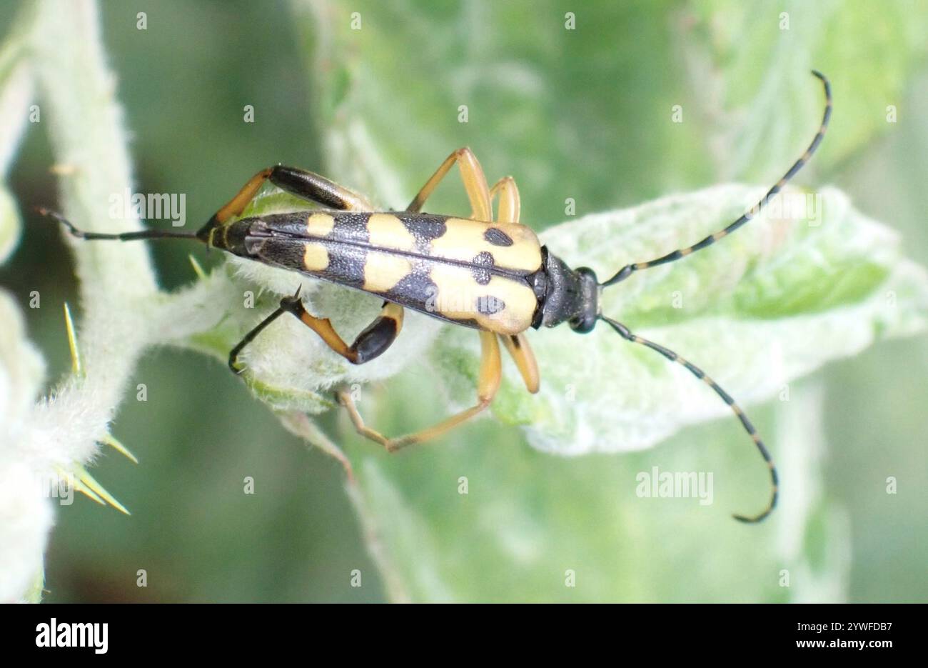 Spotted Longhorn Beetle (Rutpela maculata Stock Photo - Alamy
