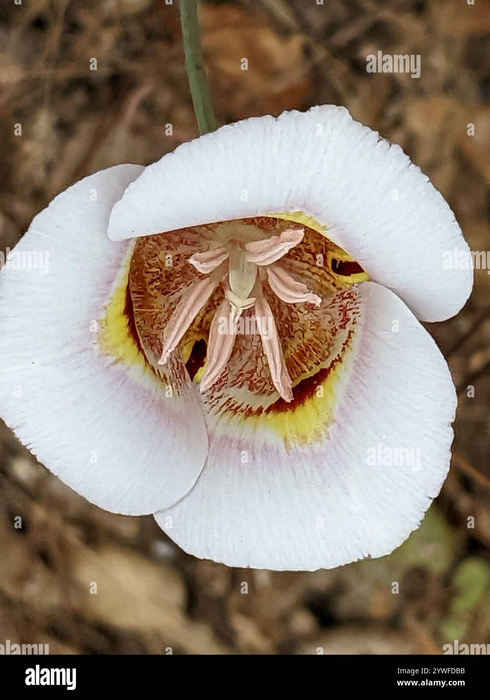 clay mariposa lily (Calochortus argillosus Stock Photo - Alamy