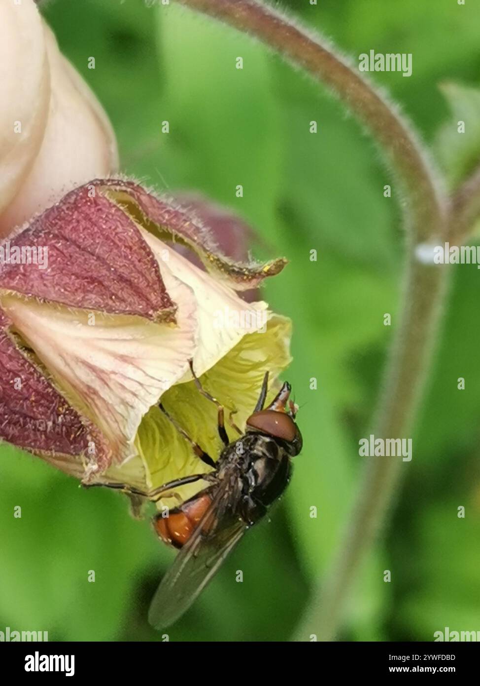 Heineken Fly (Rhingia campestris Stock Photo - Alamy