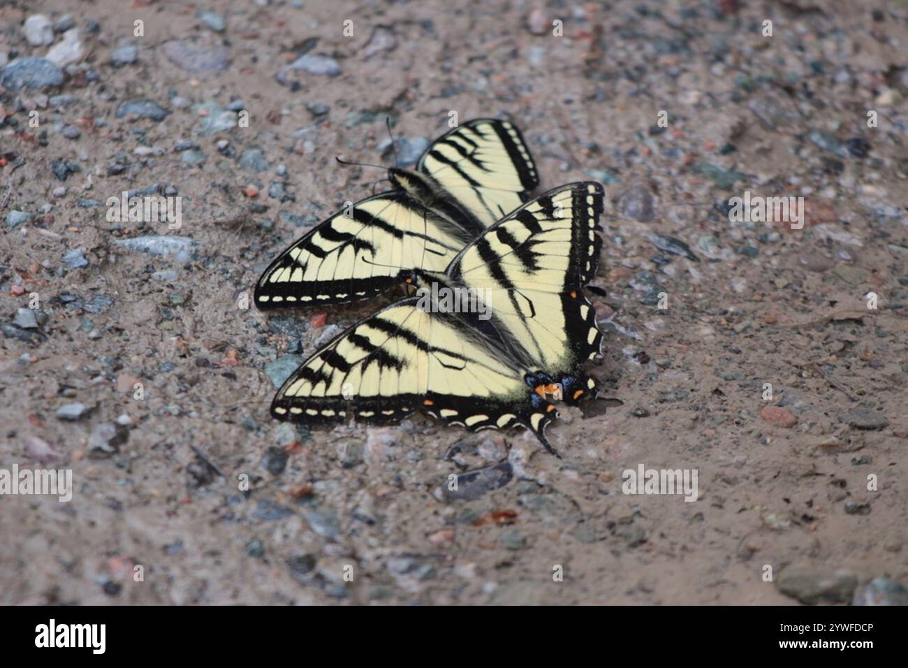 Canadian Tiger Swallowtail (Papilio canadensis Stock Photo - Alamy