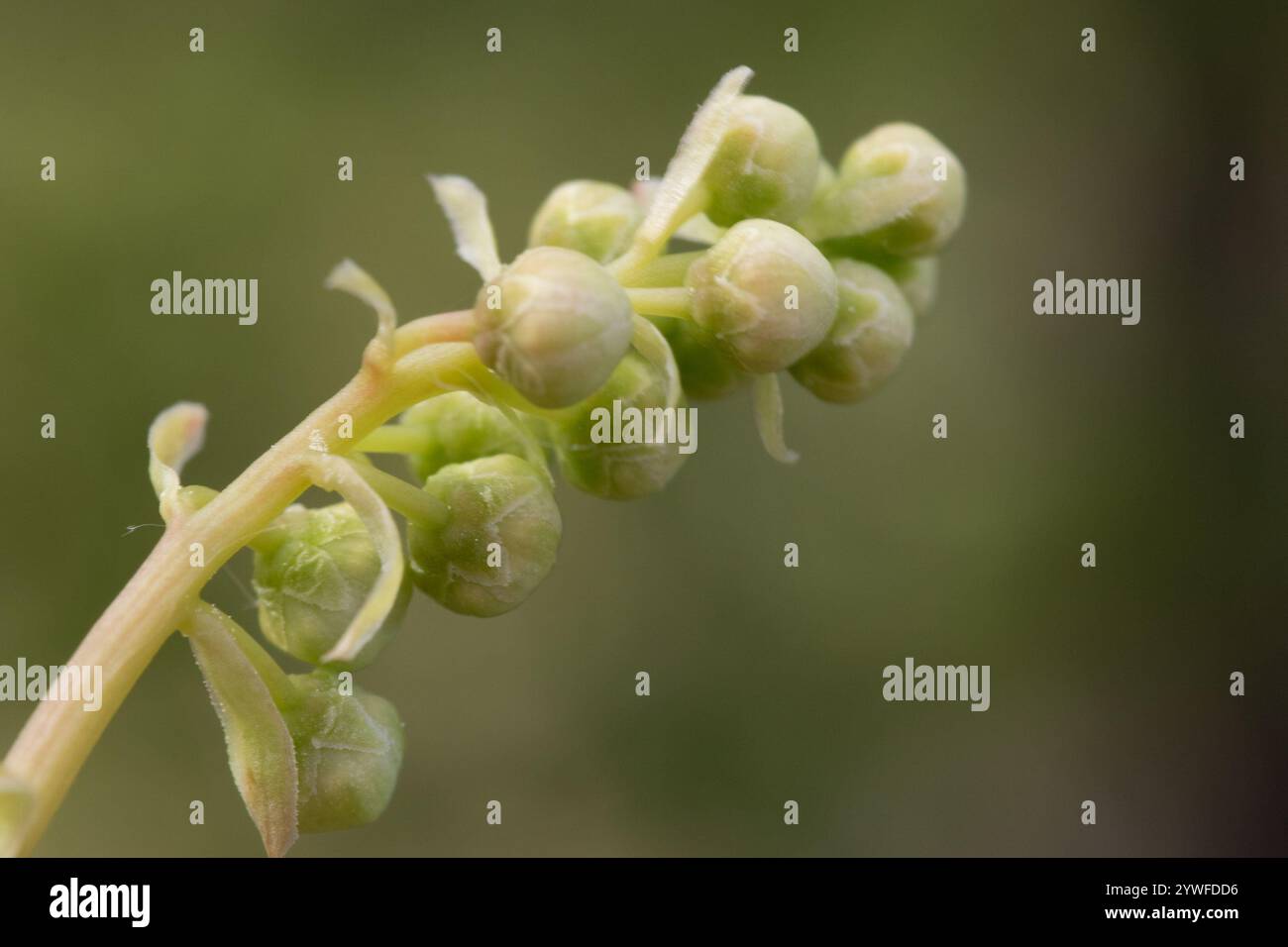 one-sided wintergreen (Orthilia secunda Stock Photo - Alamy