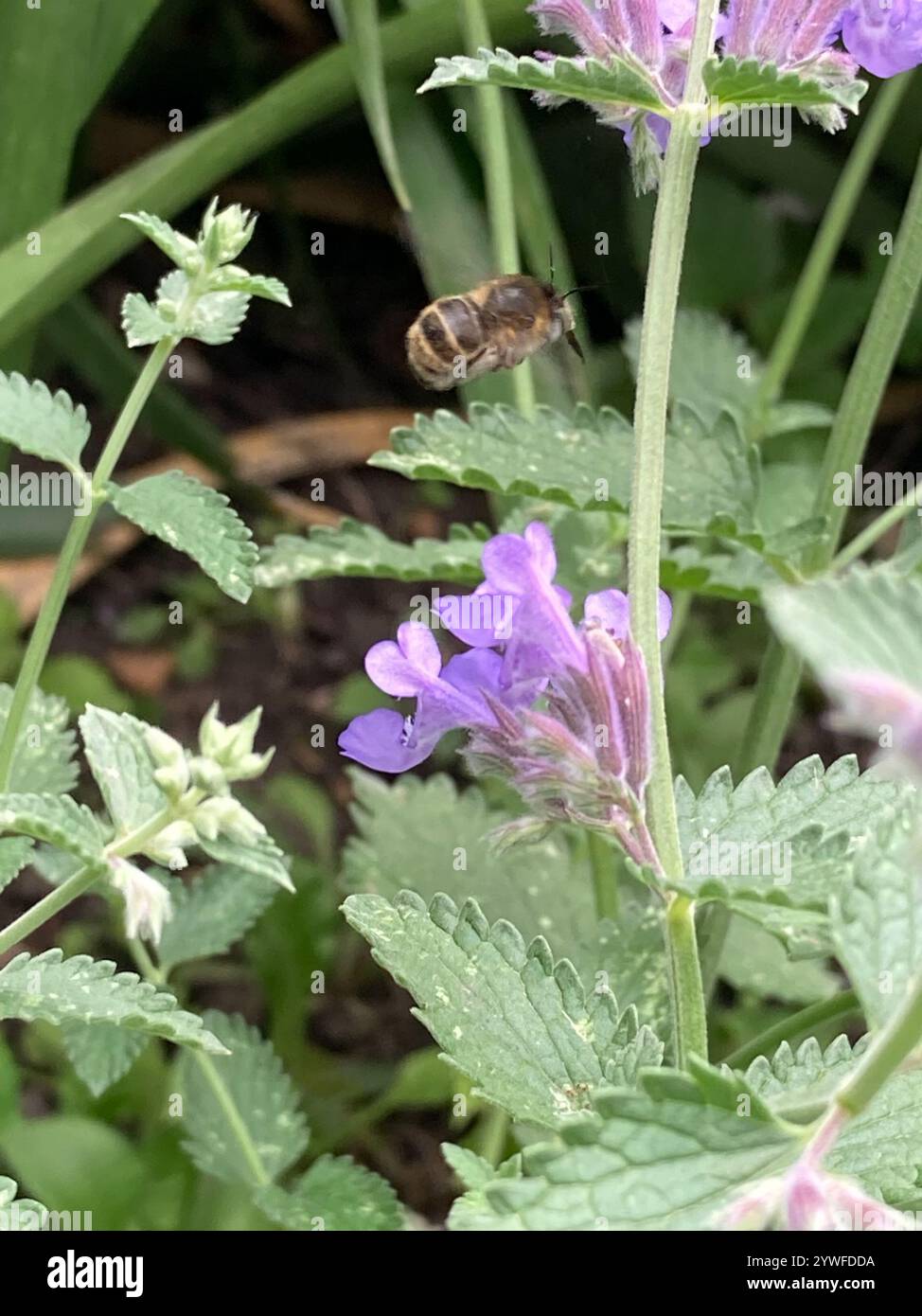 Four-banded Flower Bee (Anthophora quadrimaculata Stock Photo - Alamy