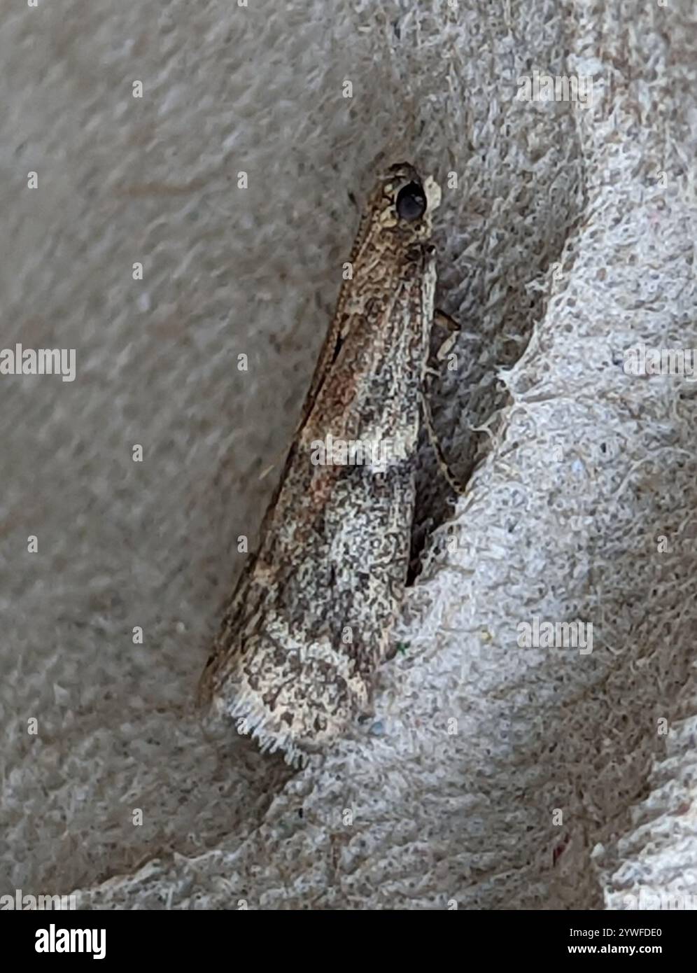 Tobacco moth (Ephestia elutella Stock Photo - Alamy
