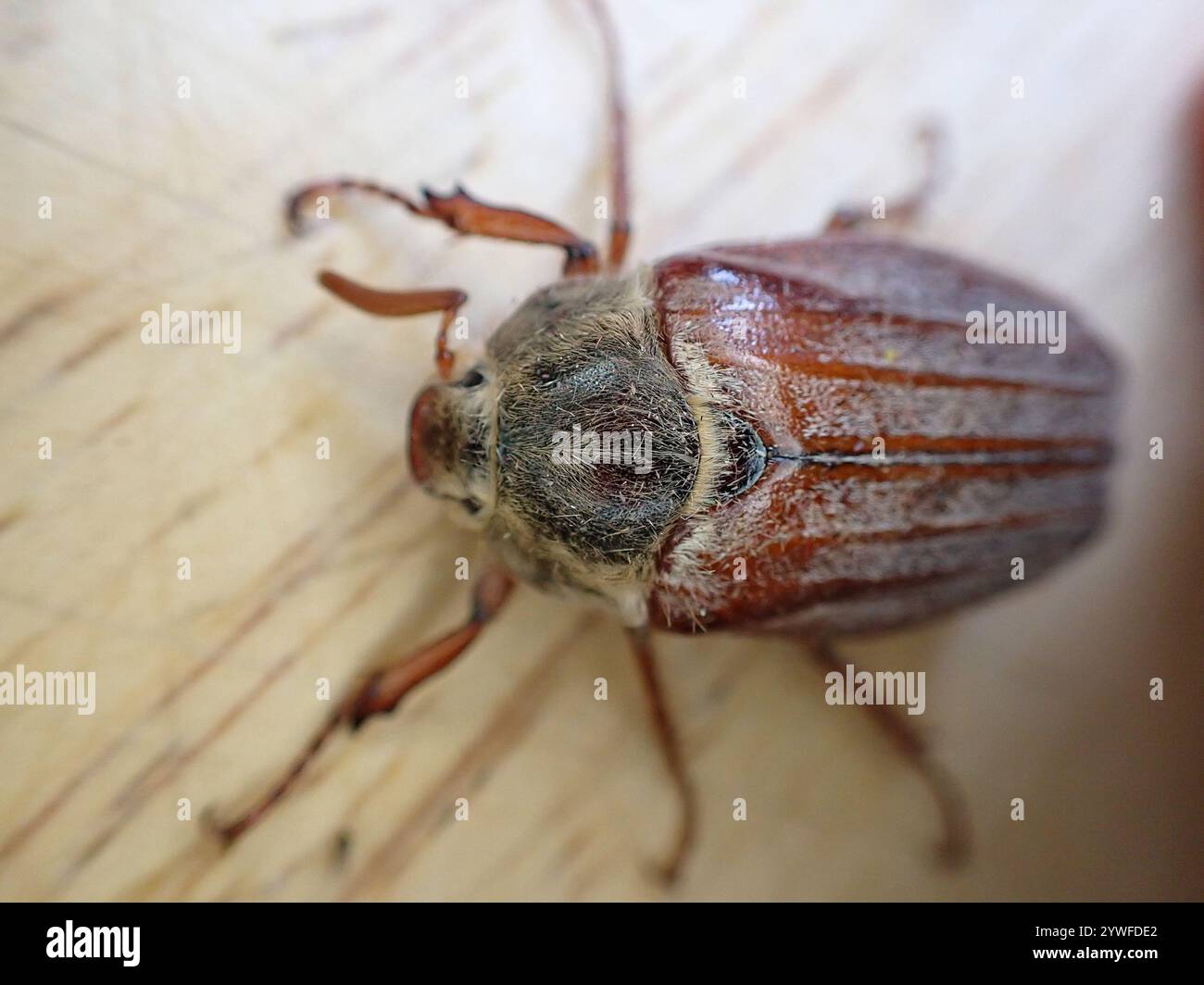 Common Cockchafer (Melolontha melolontha Stock Photo - Alamy