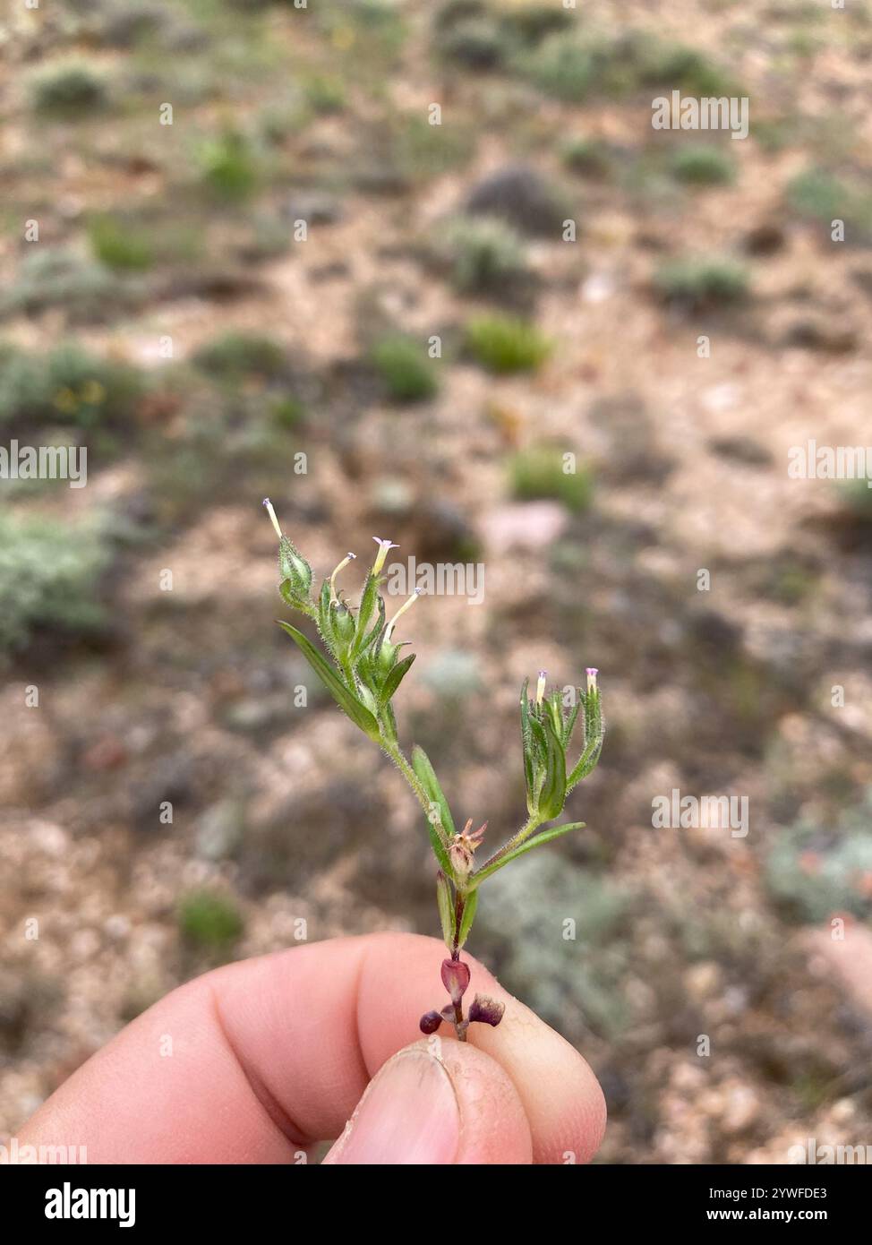 (Microsteris gracilis humilior Stock Photo - Alamy