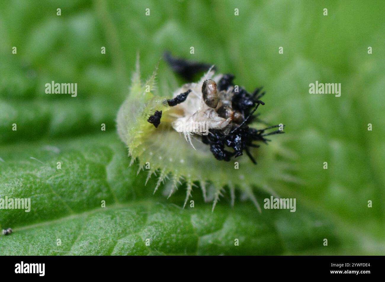 Shiny Tortoise Beetles (Cassida Stock Photo - Alamy
