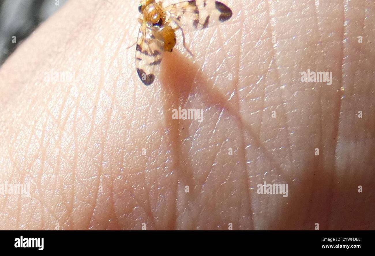 Fruit Flies (Tephritidae Stock Photo - Alamy