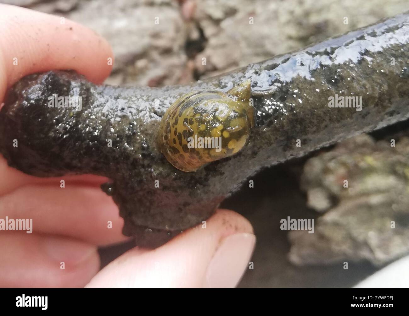 Big-eared Radix (Radix auricularia Stock Photo - Alamy
