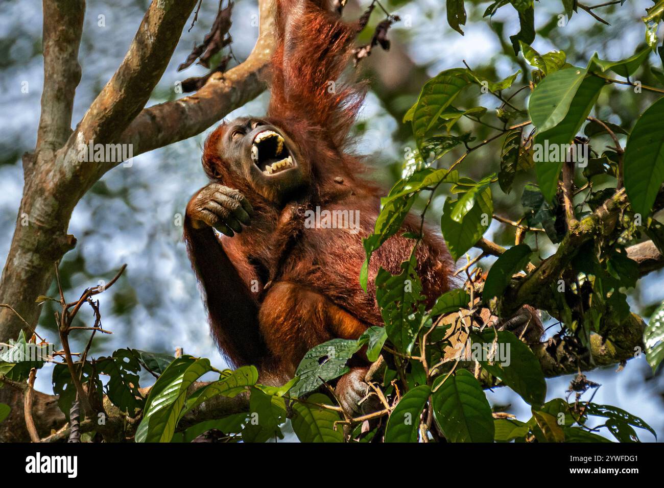 Orangutan in the tree in Sabah, Borneo, Malaysia Stock Photo - Alamy