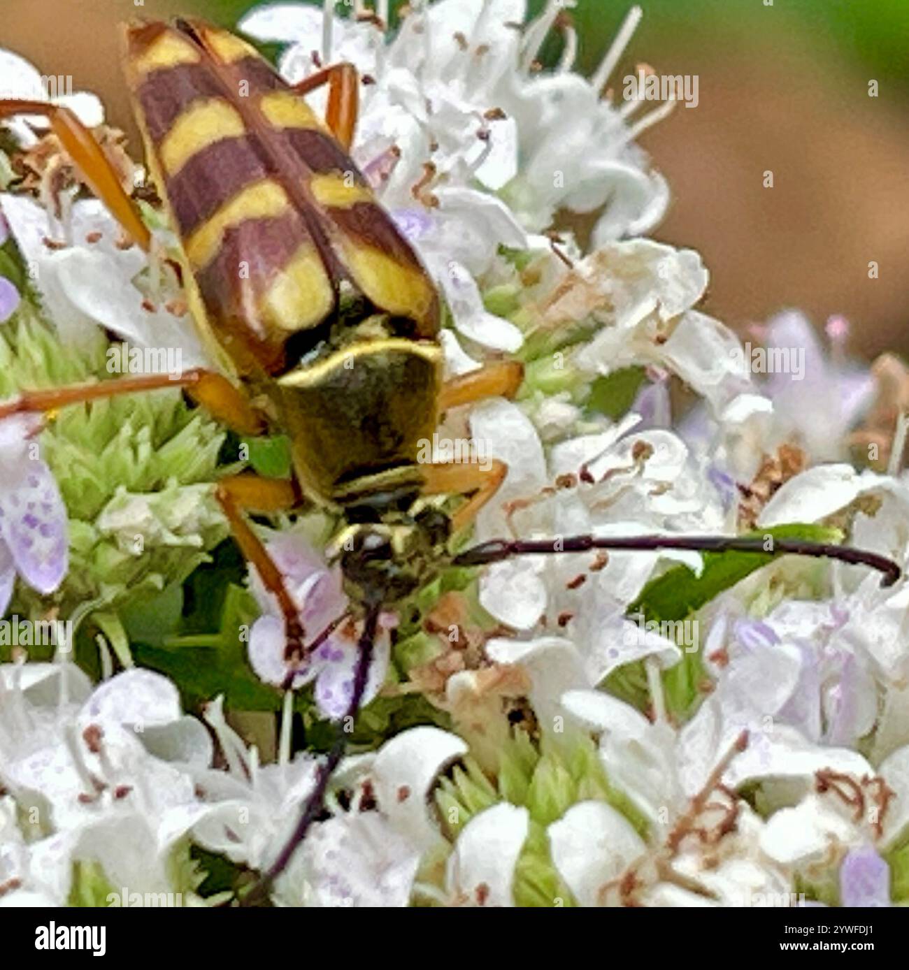 Banded Longhorn Beetle (Typocerus velutinus Stock Photo - Alamy