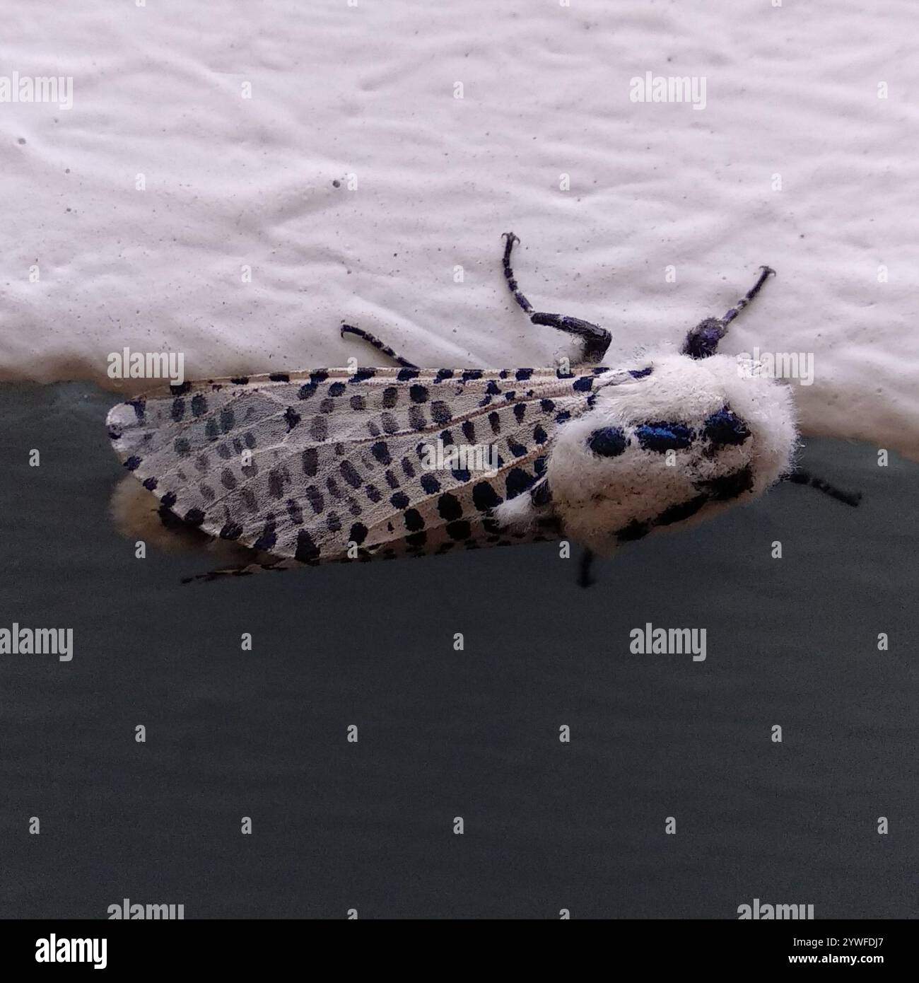 Wood Leopard Moth (Zeuzera pyrina Stock Photo - Alamy