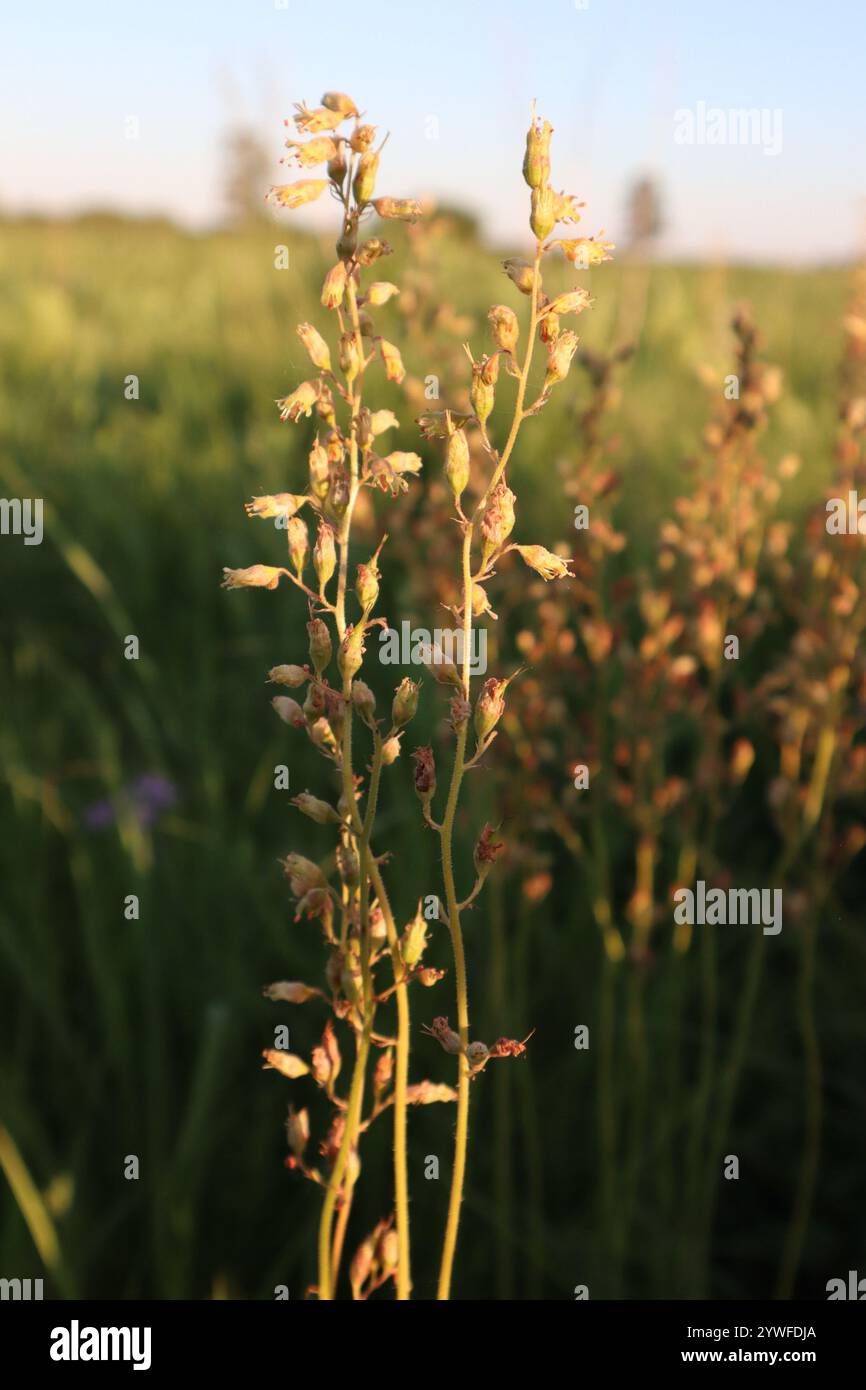 prairie alumroot (Heuchera richardsonii Stock Photo - Alamy