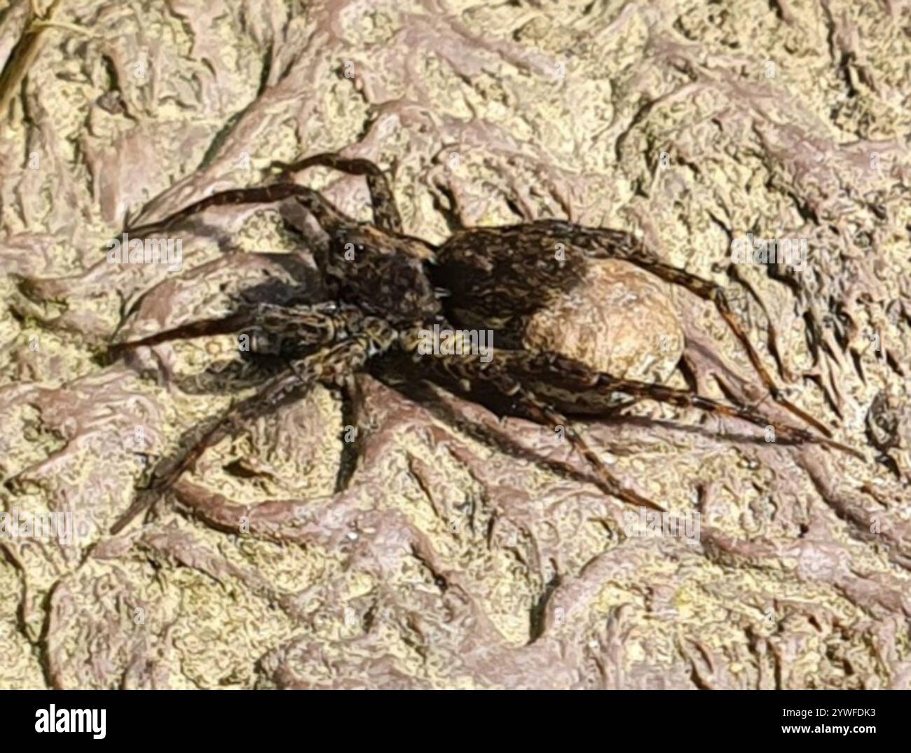 Spotted Wolf Spider (Pardosa amentata Stock Photo - Alamy