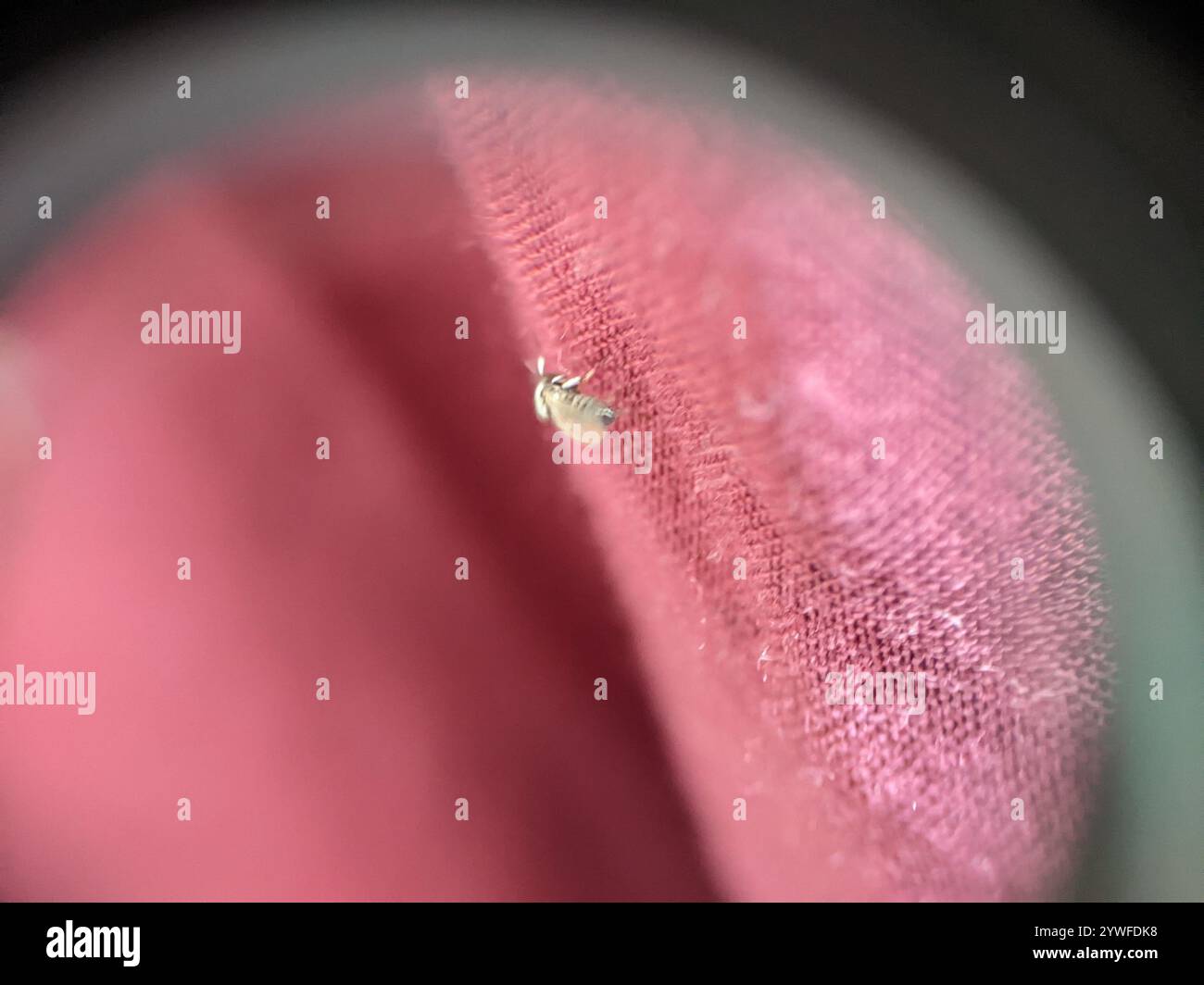 Common Blackflies (Simulium Stock Photo - Alamy