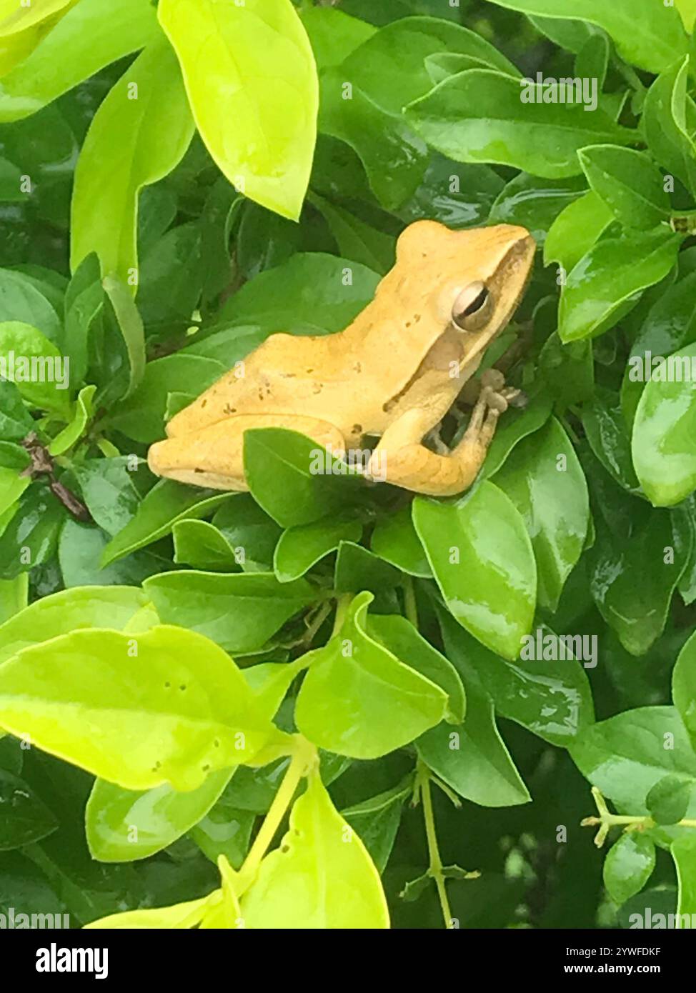 Spot-legged Tree Frog (Polypedates megacephalus Stock Photo - Alamy