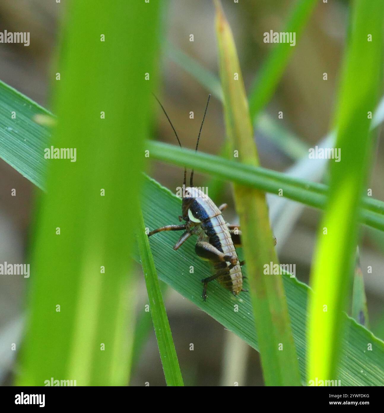 Schmidt's Marbled Bush-cricket (Eupholidoptera schmidti Stock Photo - Alamy