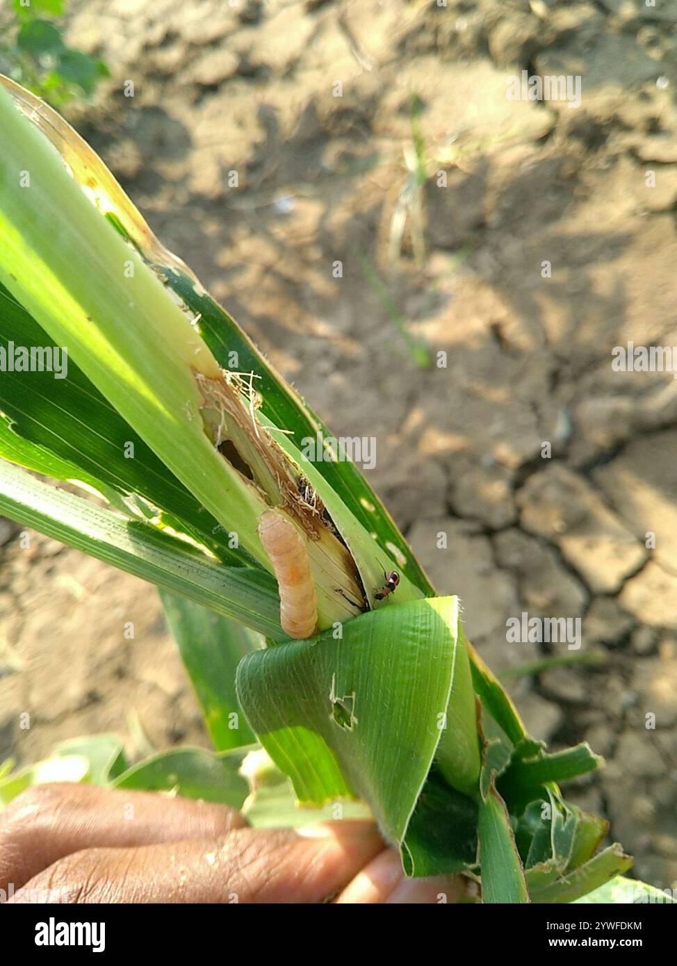 Purple Stem Borer (Sesamia inferens Stock Photo - Alamy