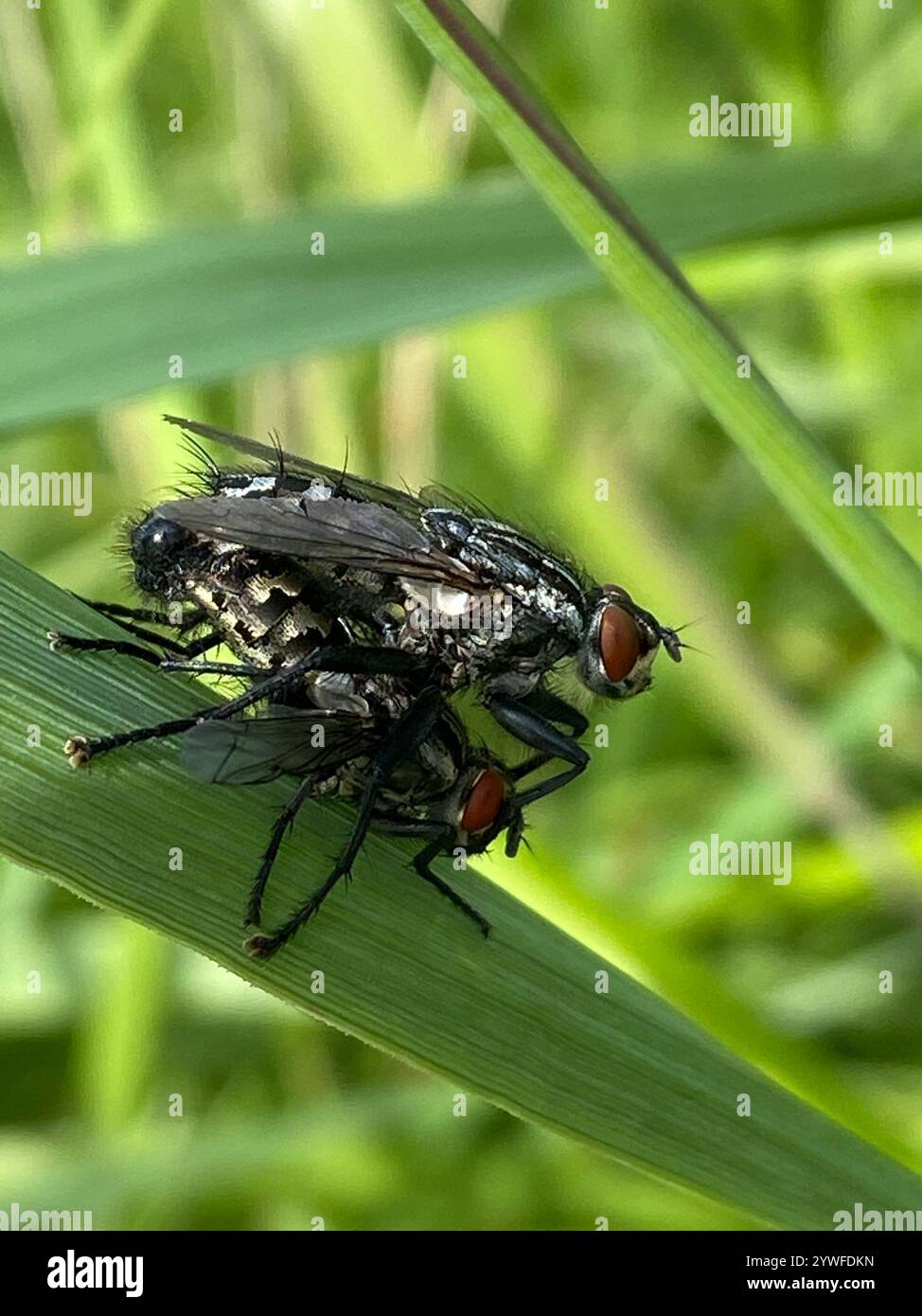 Common Flesh Flies (Sarcophaga Stock Photo - Alamy