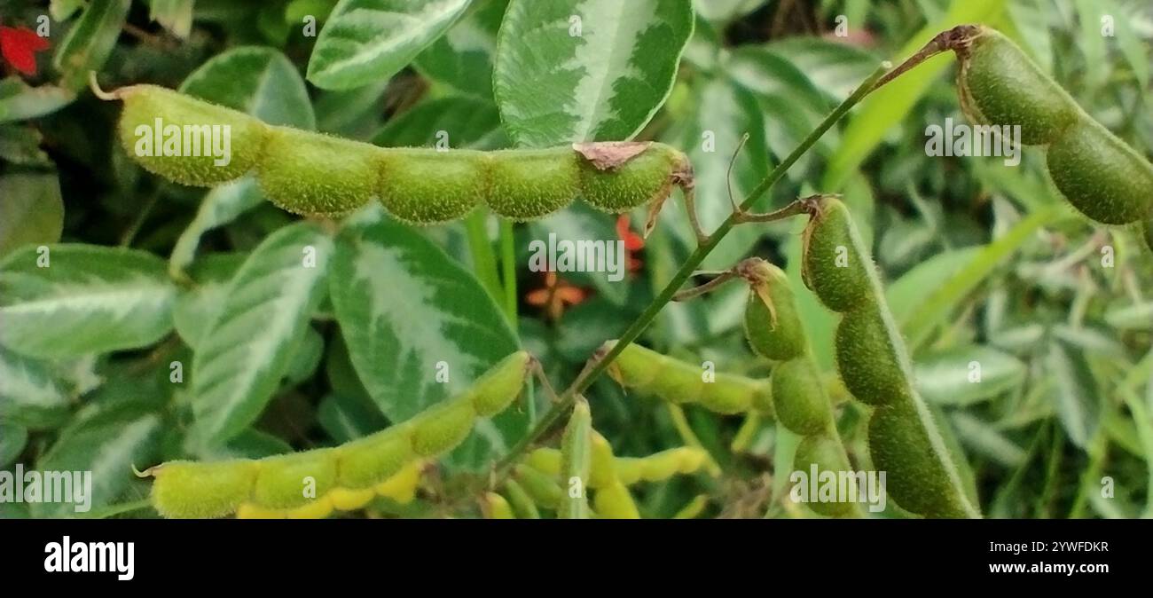 creeping beggarweed (Desmodium incanum Stock Photo - Alamy