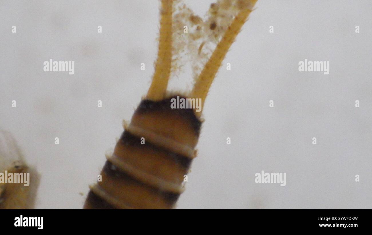 Common Stoneflies (Perlidae Stock Photo - Alamy