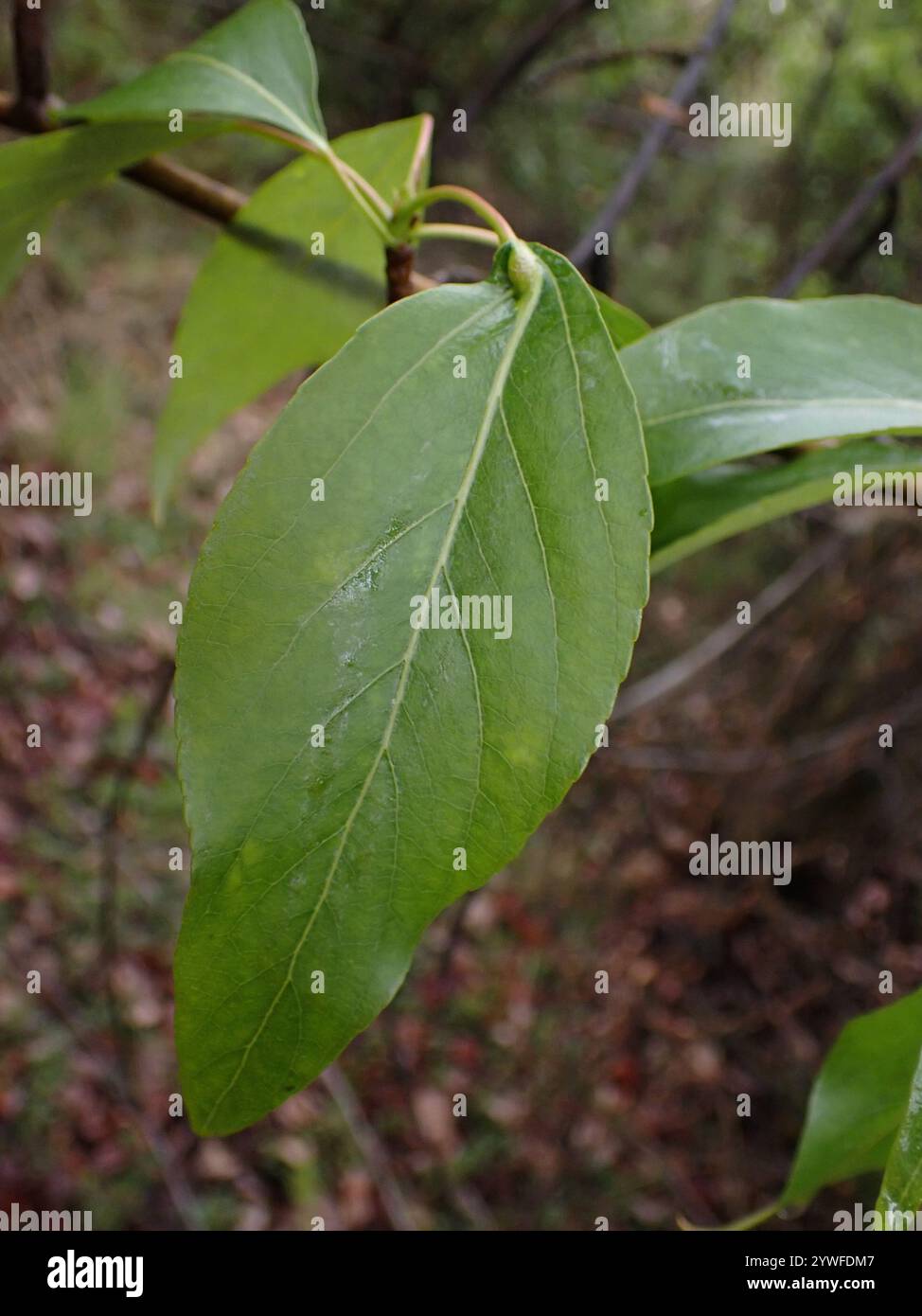 balsam poplar (Populus balsamifera Stock Photo - Alamy