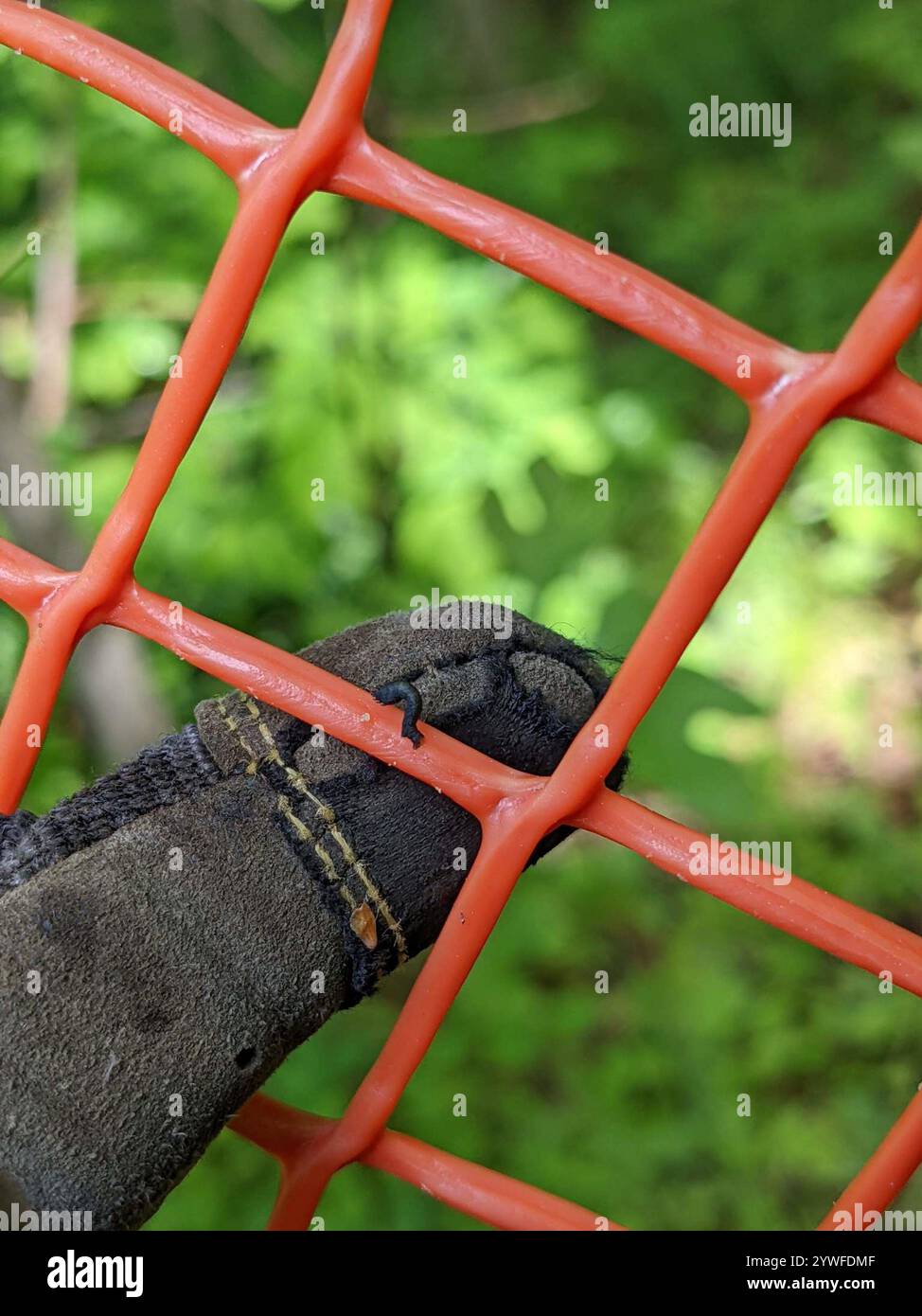 Geometer Moths (Geometridae Stock Photo - Alamy
