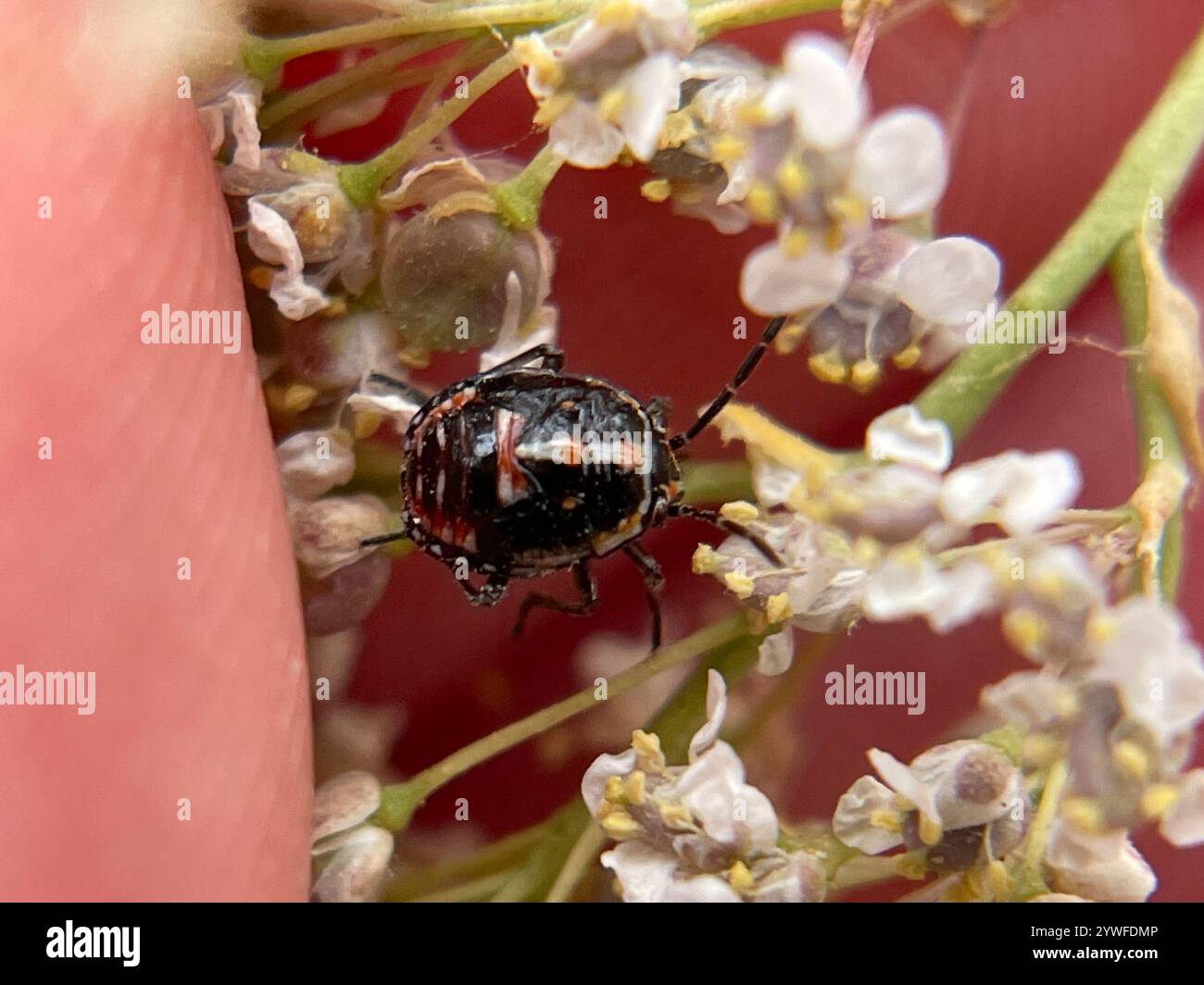 Bagrada Bug (Bagrada hilaris Stock Photo - Alamy