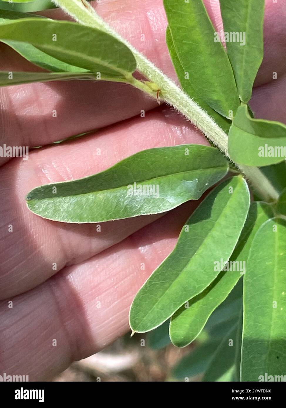round-headed bush clover (Lespedeza capitata Stock Photo - Alamy