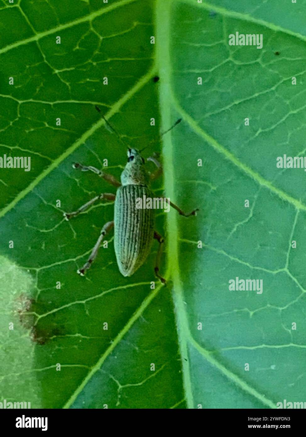 Green Immigrant Leaf Weevil (Polydrusus formosus Stock Photo - Alamy