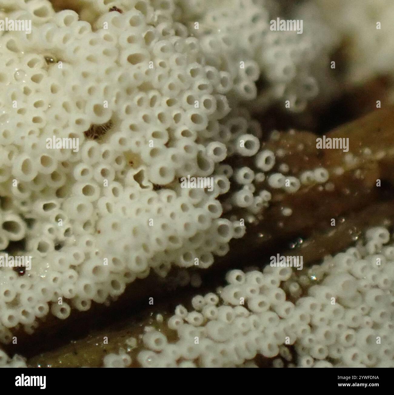 Henningsomyces hi-res stock photography and images - Alamy