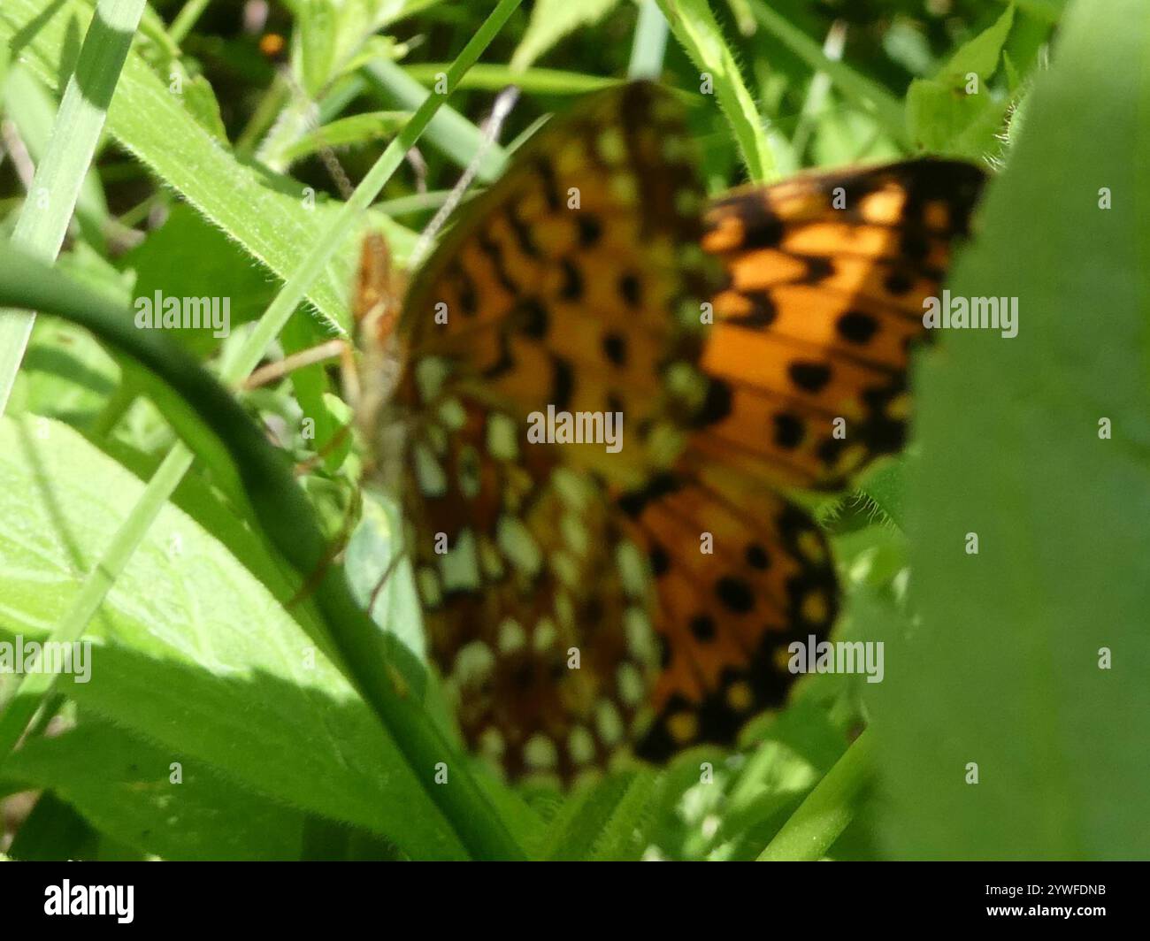 American Silver-bordered Fritillary (Boloria myrina Stock Photo - Alamy