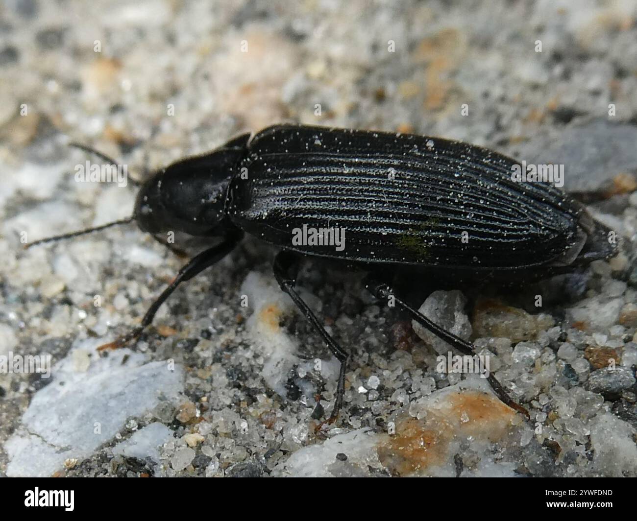 False darkling beetle hi-res stock photography and images - Alamy